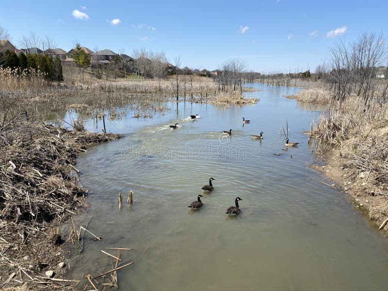 Ducks Flocking in an Urban Pond Stock Image - Image of swamp, swimming ...