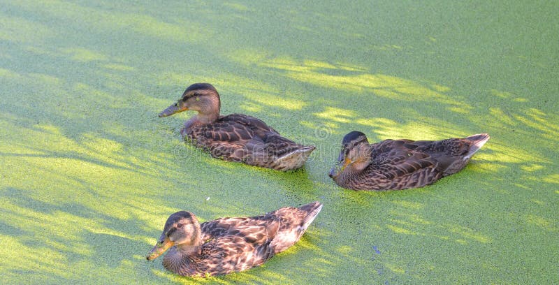 Ducks in the swamp. stock photo. Image of european, algae - 88875566