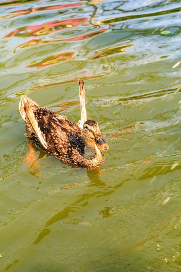 Ducks swim stock image. Image of nature, duck, lake, background - 53346155