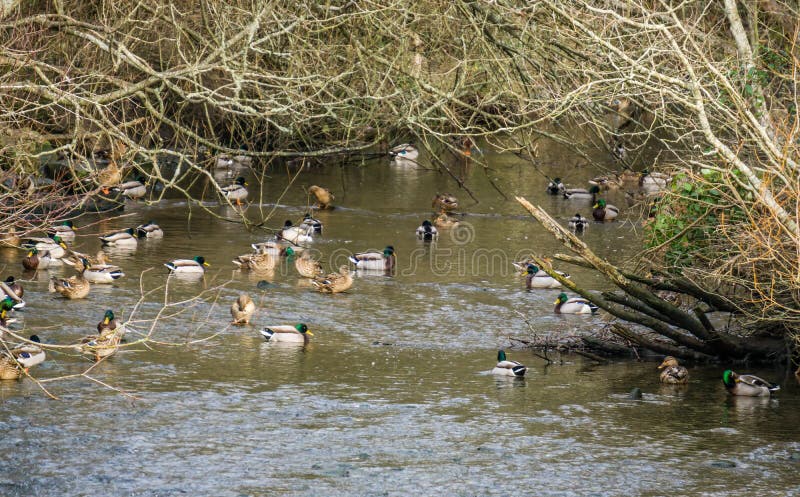 Ducks in Stream stock photo. Image of ducks, fowl, pacific - 137122740