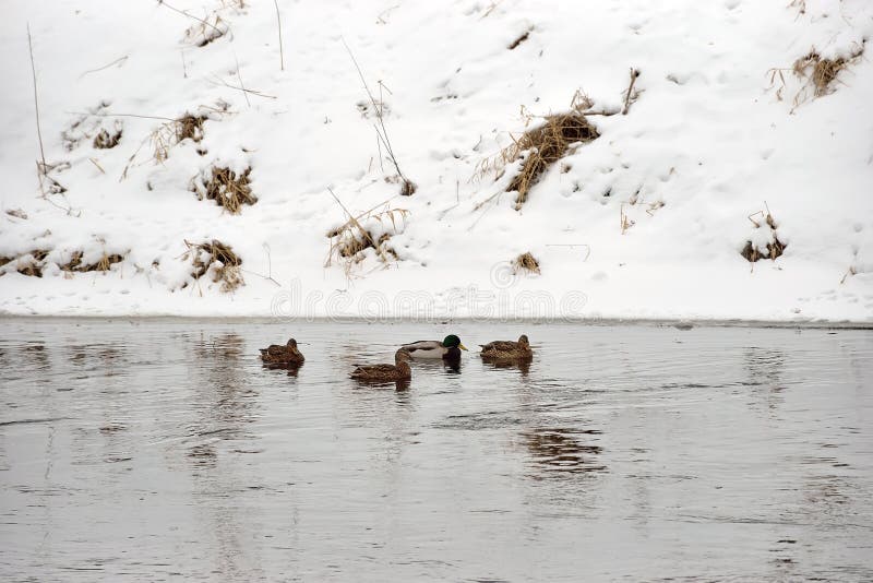 Ducks swim in open water stock photo. Image of blue, region - 76712916