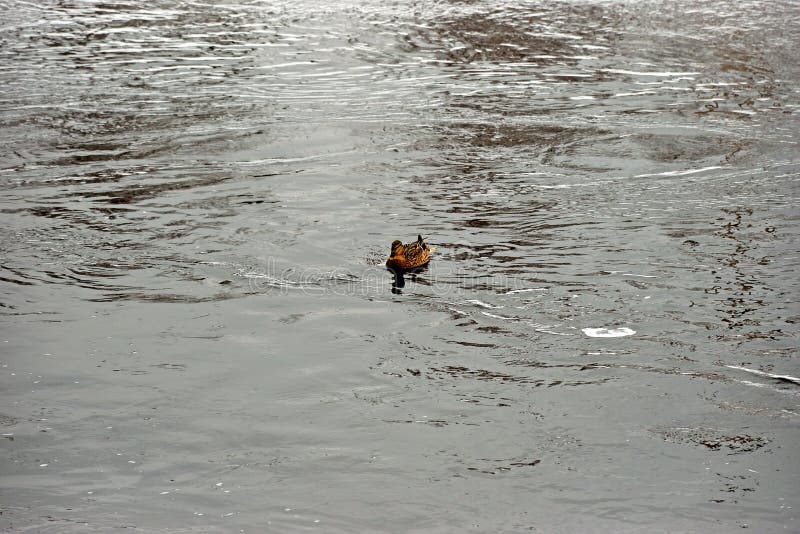 Ducks swim in open water stock photo. Image of cold, duck - 76712932