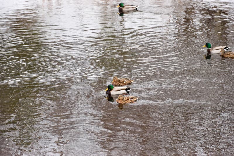 Ducks swim in open water stock image. Image of river - 76712953