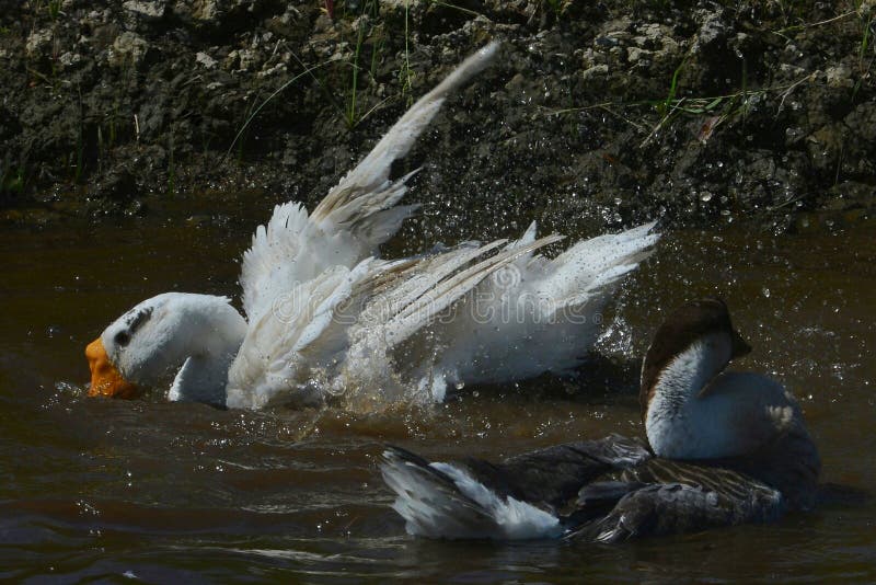 Animals and wildlifes stock image. Image of river, cook - 300801815