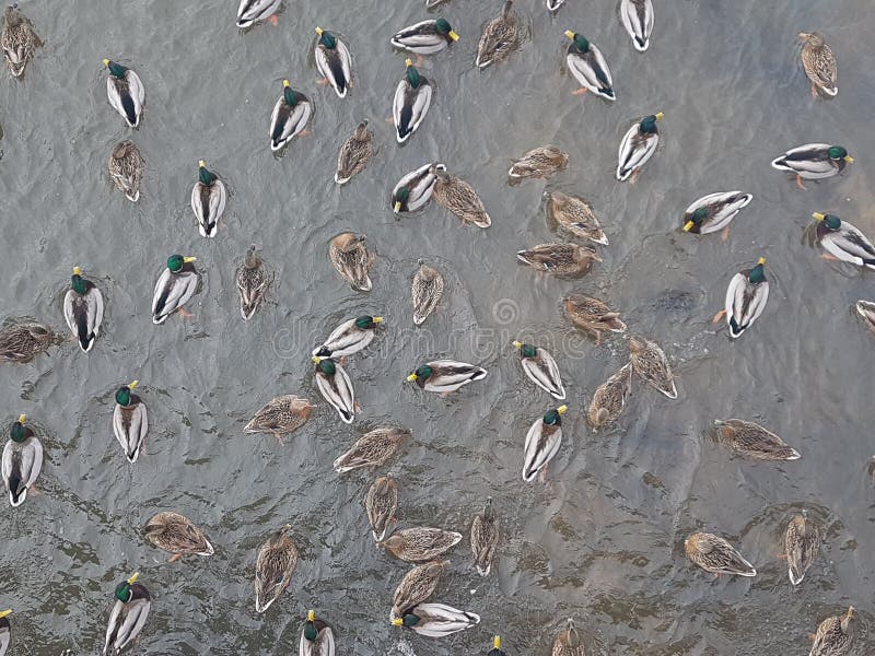 Ducks Swim in the Winter River, Top View Stock Photo - Image of drake ...