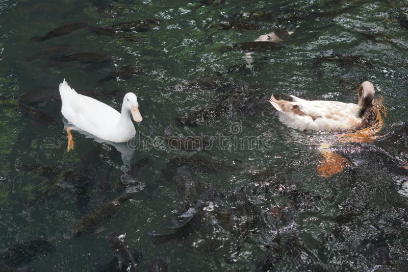 Ducks Swimming Around Koi Fish in a Pond Stock Image - Image of nature ...