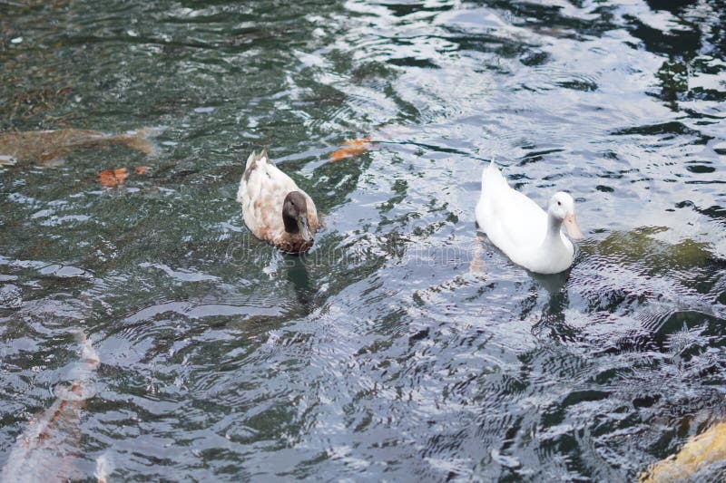 Ducks Swimming Around Koi Fish in a Pond Stock Image - Image of nature ...