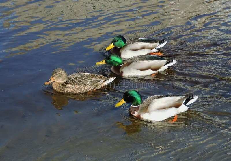 Ducks swimming. stock image. Image of duck, ducks, birds - 51793565