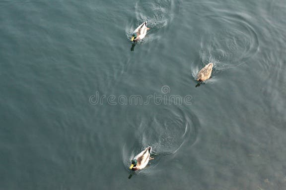 Ducks Swimming on a Lake View from Above Stock Photo - Image of river ...