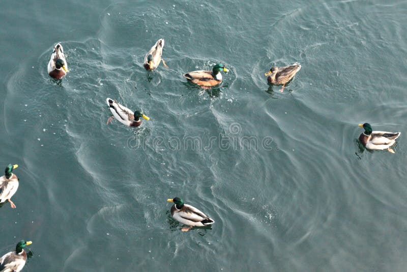 Ducks Swimming on a Lake View from Above Stock Photo - Image of fauna ...