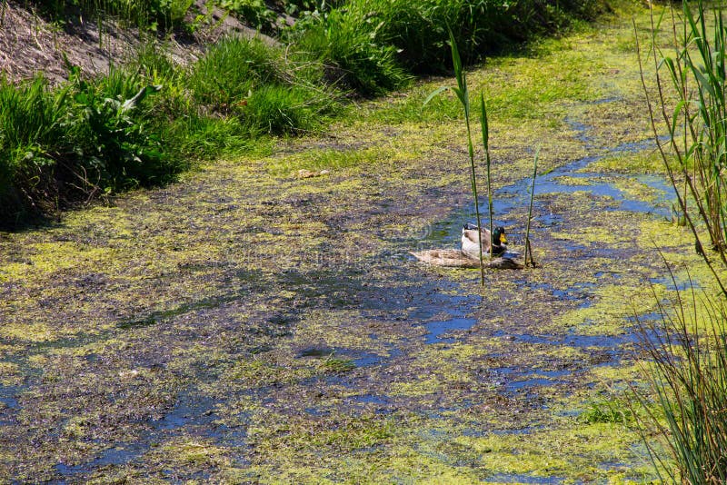 Ducks Swimming among Marsh Plants Stock Image - Image of bird, ducks ...
