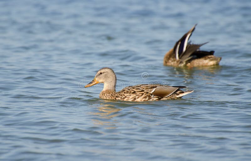 Ducks swimming stock image. Image of seasonal, nature - 34313969
