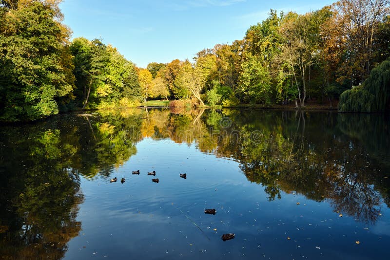 Ducks Swimming on a Park Pond during Fall Stock Image - Image of ...