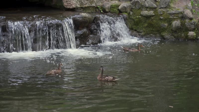 Ducks Swimming in the Pond by the Artificial Waterfall Stock Footage ...
