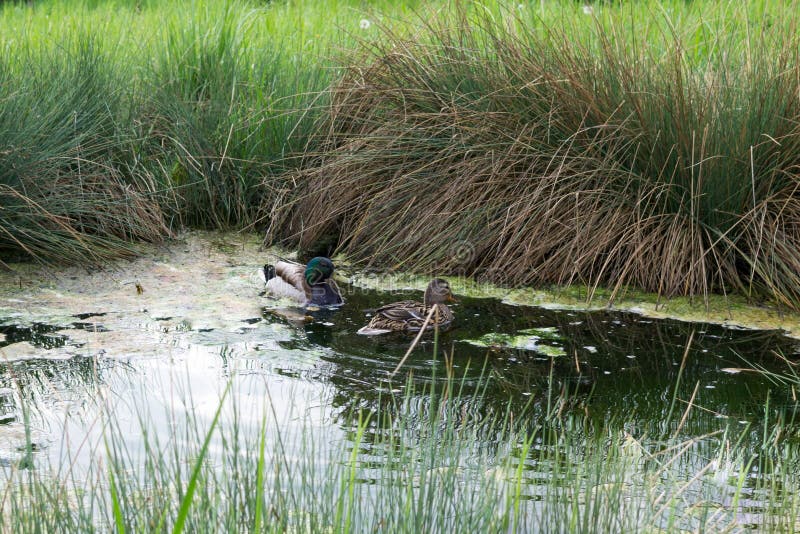 Ducks Swimming in the Puddle on Meadow. Slovakia Stock Photo - Image of ...