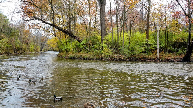 Ducks Swimming Small Stream Woods Stock Photos - Free & Royalty-Free ...