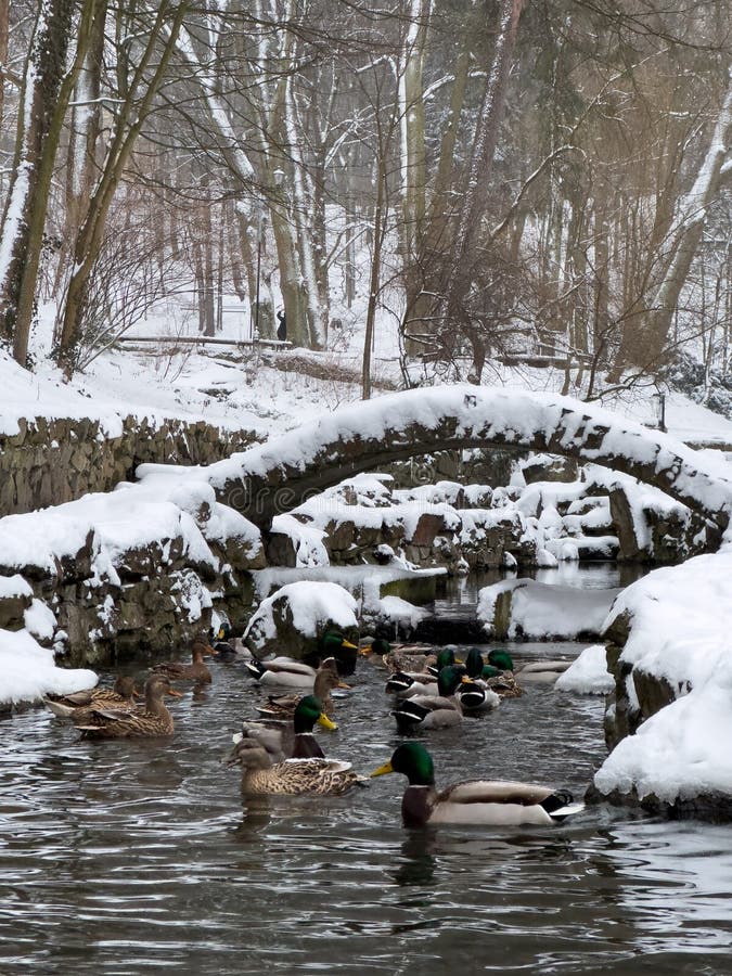 Ducks Swimming in a Snowy Winter Stream Stock Photo - Image of cold ...