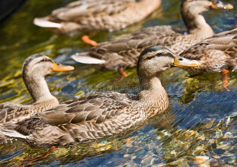 Ducks swimming in stream stock photo. Image of swim, water - 7378624