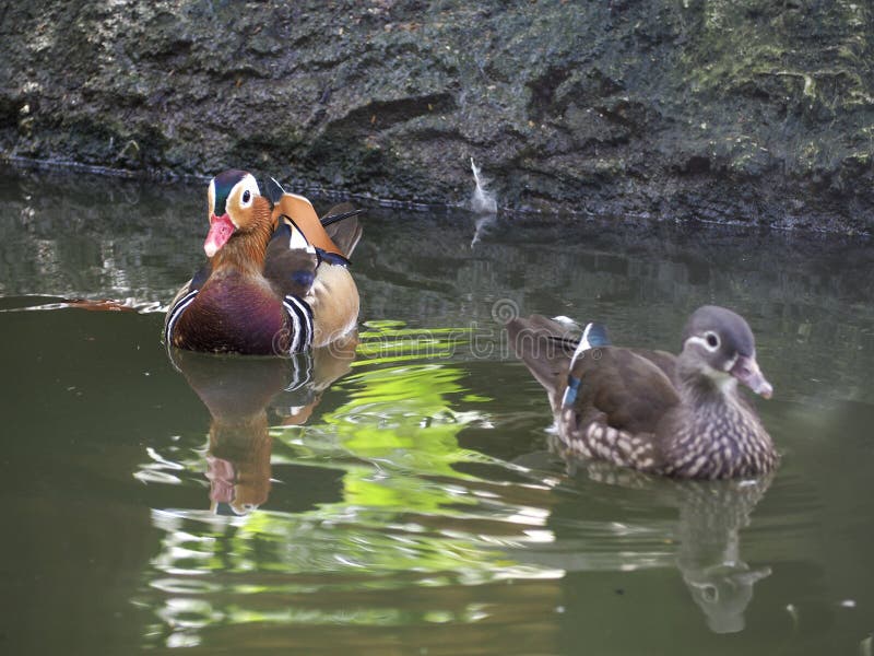 A Picture of Ducks in a Zoo Stock Photo - Image of swimming, background ...