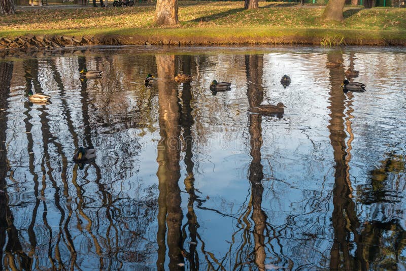 Ducks Swims in the Pond City Park Stock Photo - Image of pond, bird ...