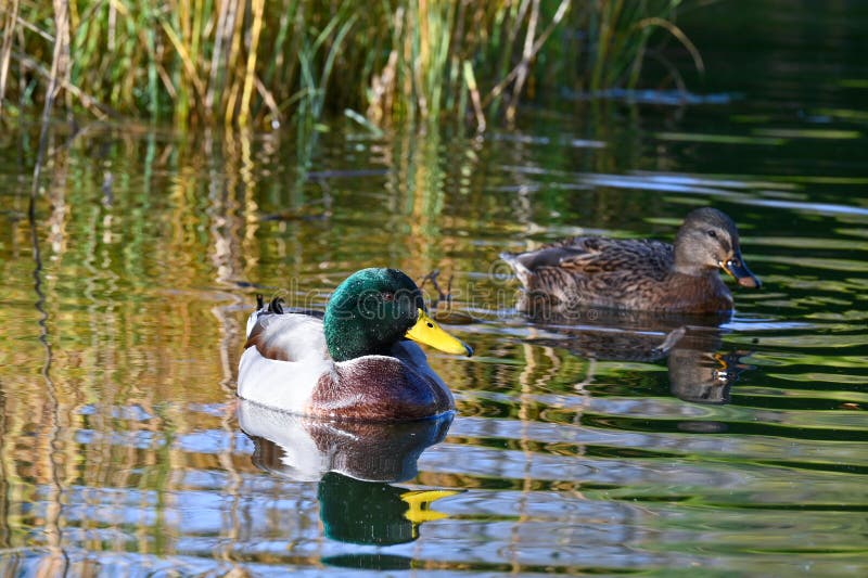 Ducks Swims in the Thicket of Reeds Stock Image - Image of animal ...