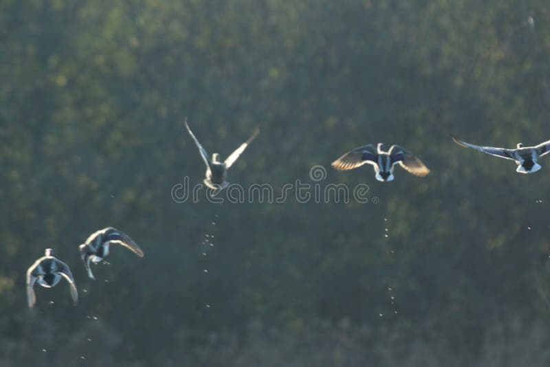 Ducks Take Off from a Pond in IL Stock Image - Image of waterbird ...