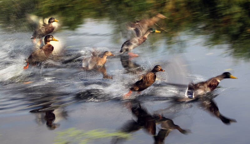 Ducks take flight stock image. Image of river, ducks - 35040467