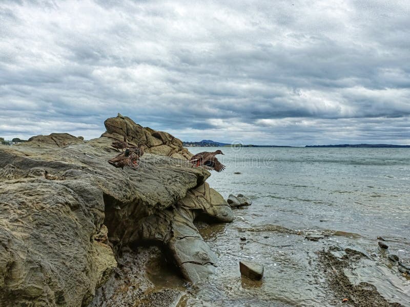Ducks Taking Off from a Rock at Easter Beach, Auckland Stock Photo ...
