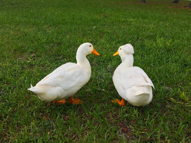 Ducks are talking stock image. Image of farmyard, domestic - 77316725