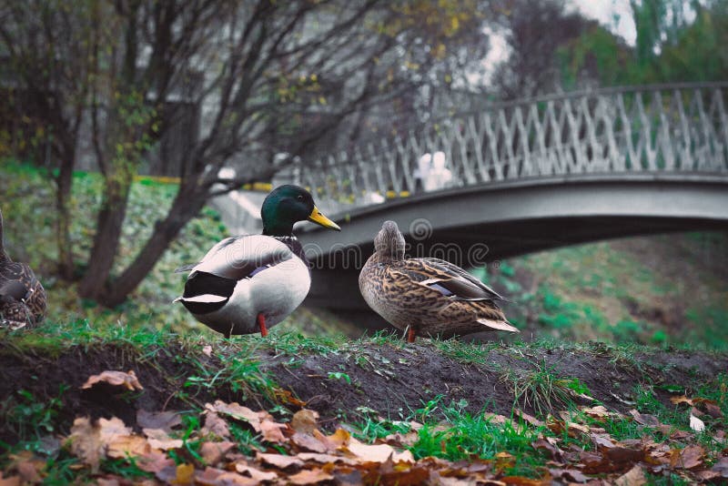 Ducks Talking on the Ground Stock Image - Image of leaves, park: 62656061