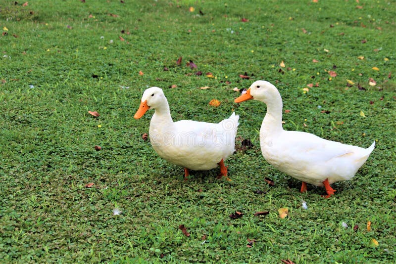 Ducks Talking stock photo. Image of real, outdoor, quack - 98405592
