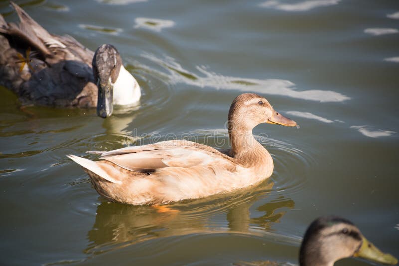 Ducks Tan duck closeup stock image. Image of closeup - 43186517