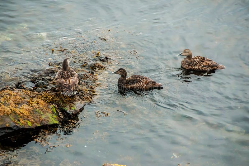 Ducks in Their Natural Environment Stock Photo - Image of natural ...