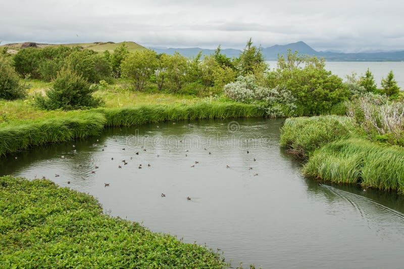 Ducks in Their Natural Environment Stock Image - Image of migratory ...
