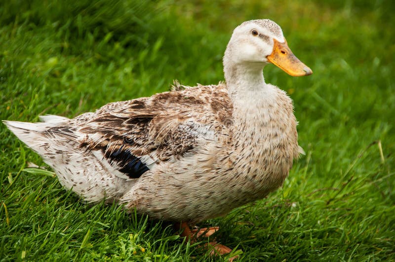 Ducks in Their Natural Environment Stock Image - Image of bird ...