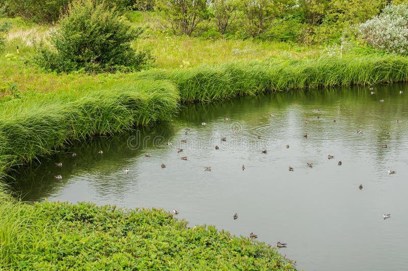 Ducks in Their Natural Environment Stock Photo - Image of animal ...