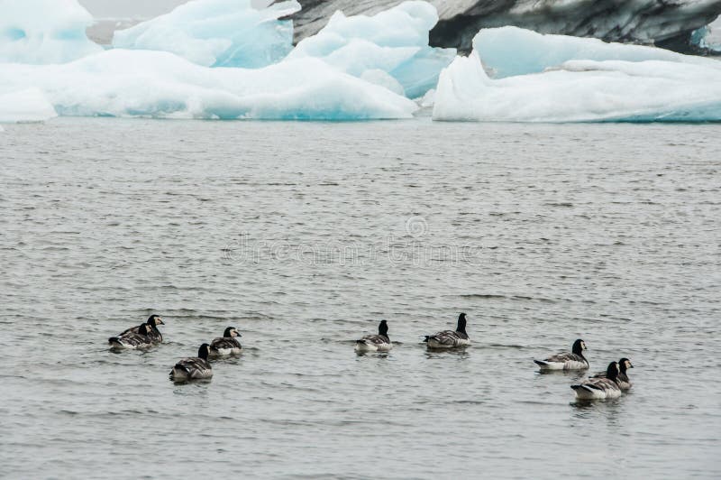 Ducks in Their Natural Environment Stock Image - Image of migratory ...