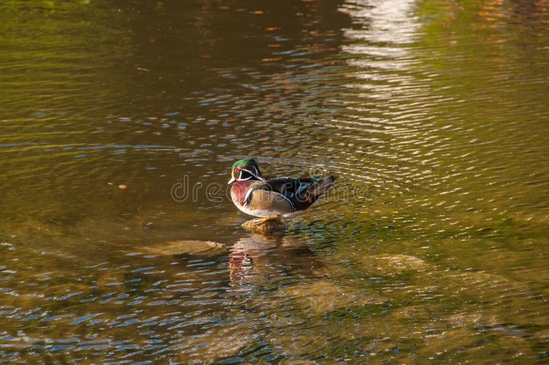 Ducks in Their Natural Environment Stock Image - Image of feather ...