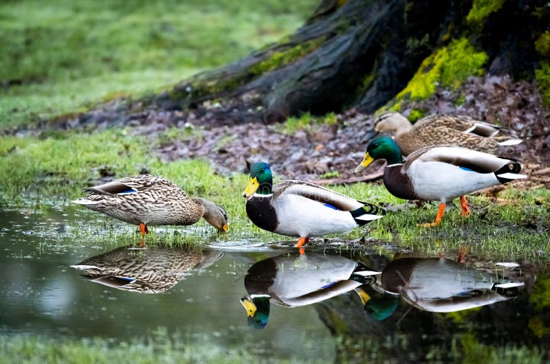 Ducks and Their Reflection in a Puddle Stock Photo - Image of root ...