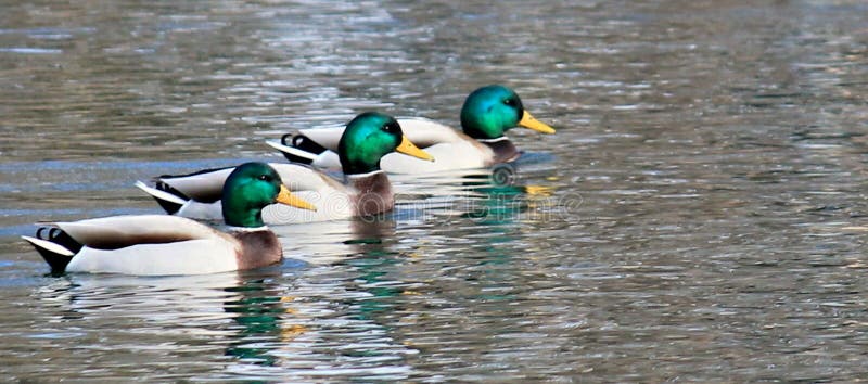 Mallard ducks stock photo. Image of stand, animal, animals - 2581660