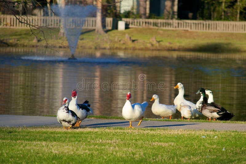 Ducks to the Rescue stock photo. Image of anatidae, variety - 28865202
