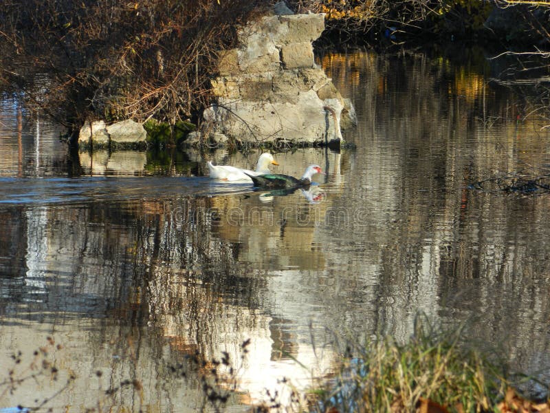 Ducks stock photo. Image of nice, bird, ducks, birds - 86033188