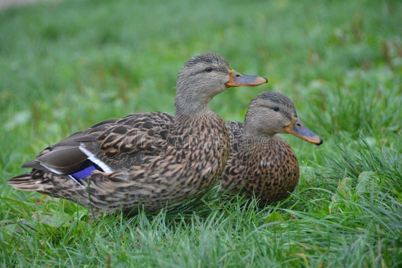 Nice Ducks in Green Grass.. Stock Photo - Image of resorts, grass ...