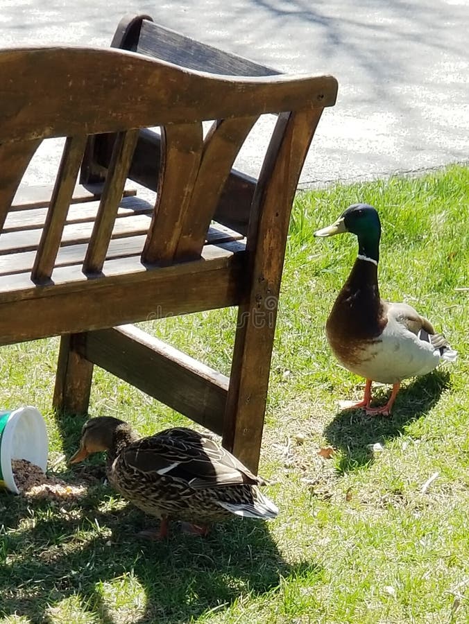 Couple of ducks stock image. Image of eating, ducks - 115837519