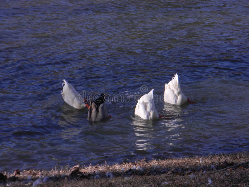Ducks under water stock photo. Image of water, tails - 45069962