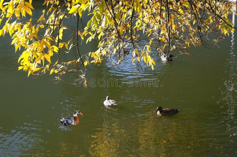 Ducks Under Yellow Branches Stock Image - Image of animal, bird: 342834379
