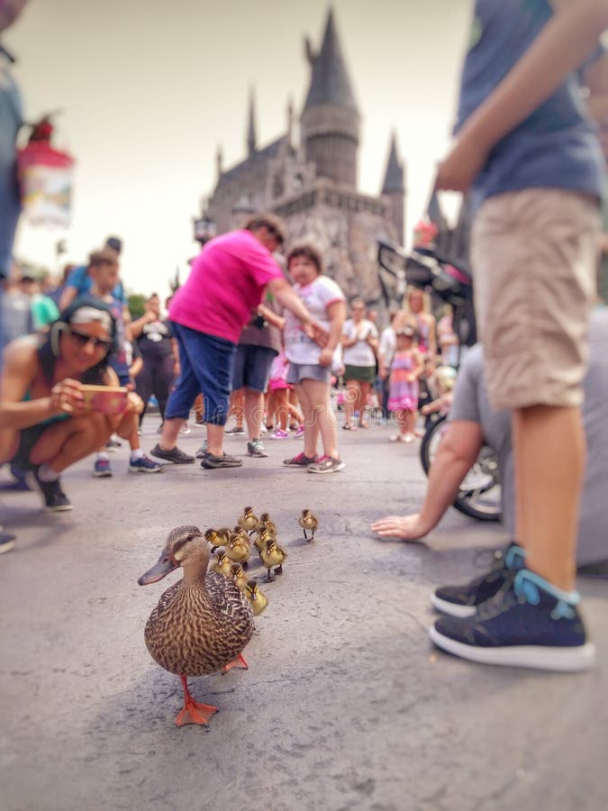 Ducks in park editorial photography. Image of orlando - 135755872