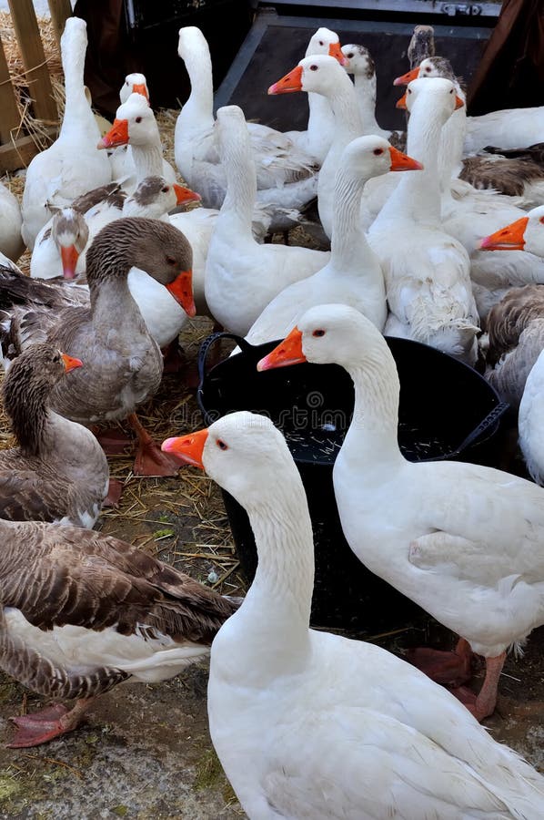 Ducks of various colors stock image. Image of vertebrate - 33936985