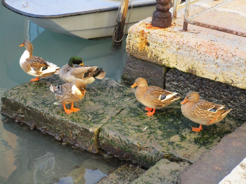 Ducks in Venice stock image. Image of mare, nature, flying - 82717943