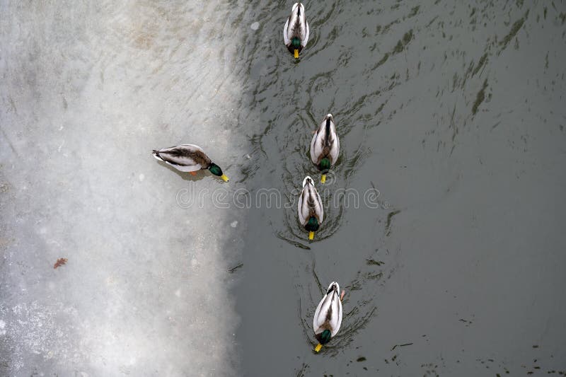Ducks Viewed from Above in Winter Stock Image - Image of frozen, river ...